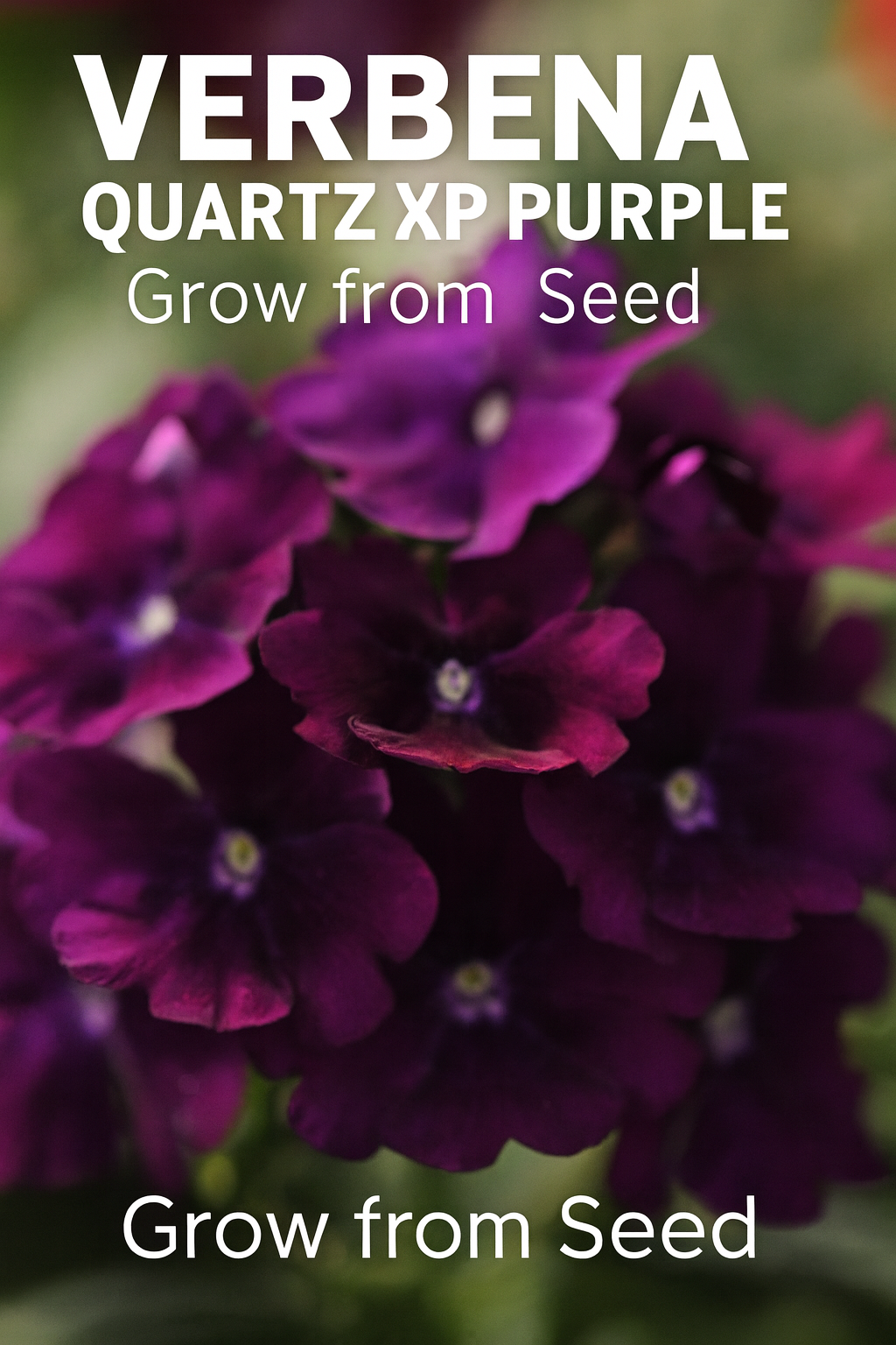 Verbena Quartz XP Purple Seeds | How to Grow from Seed ...