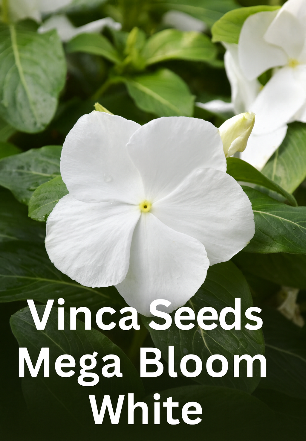 Vinca Seeds Mega Bloom White | Large White Vinca Flowers from Seed ...