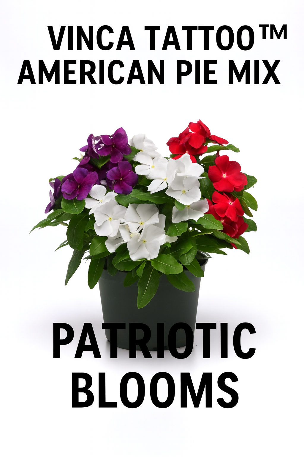 Vinca Tattoo™ American Pie Mix Seeds | Bold Patriotic Blooms for Summer ...