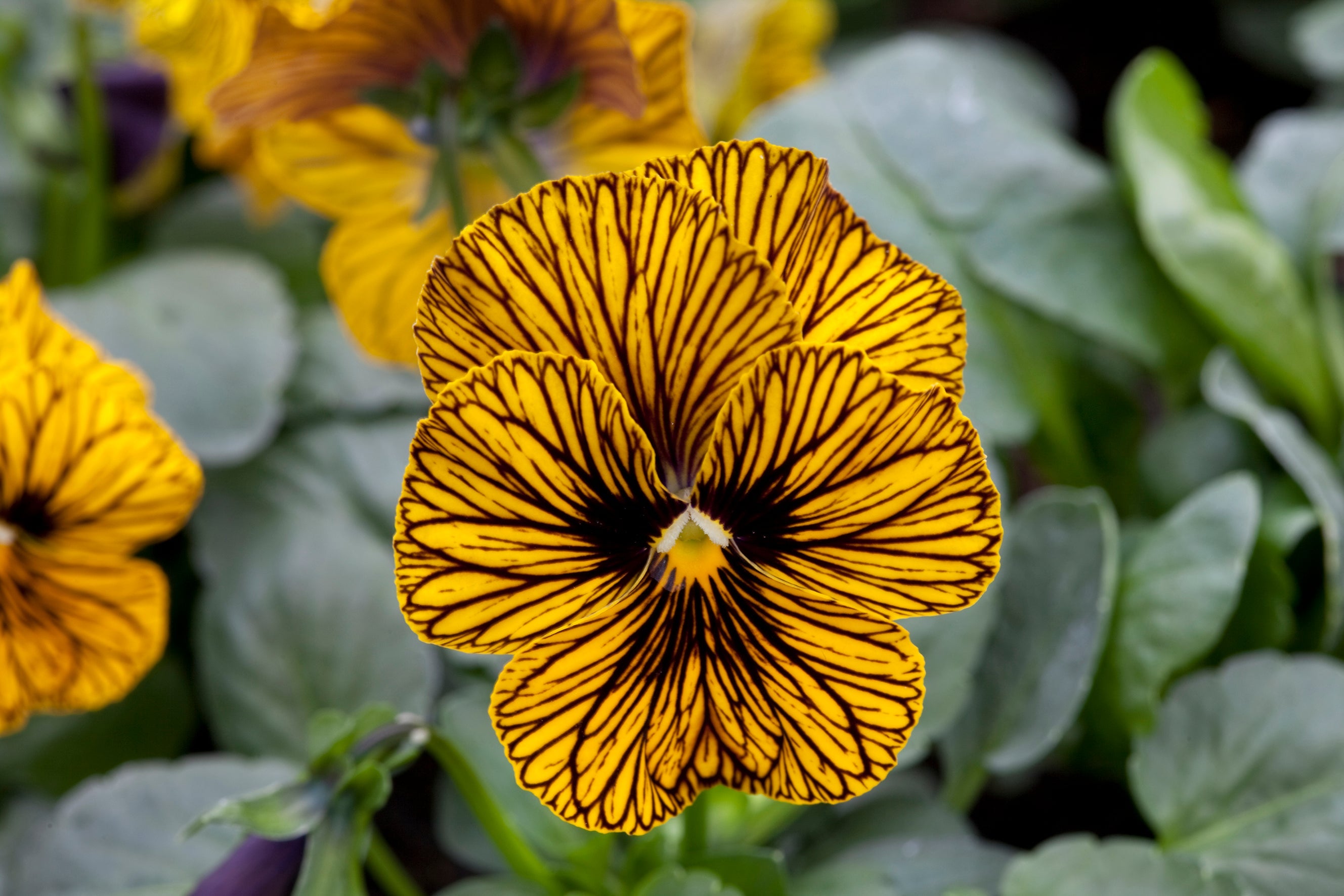 Viola Angel Tiger Eye Yellow – A Bold Twist on a Classic Bloom ...