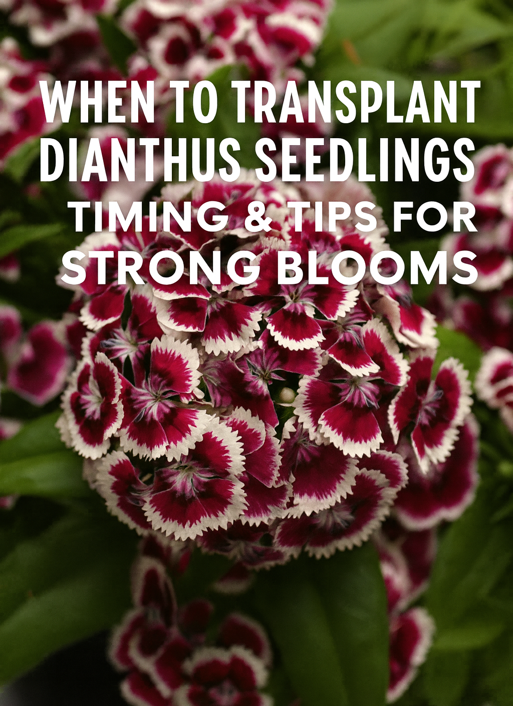When to Transplant Dianthus Seedlings | Flower Seed Growing Guide ...