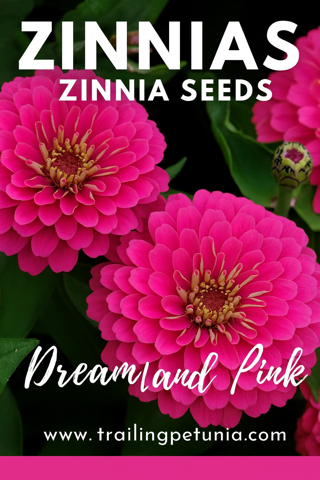Zinnias Dreamland Pink Flower Seeds | Premium Zinnia Seeds for Gardens ...