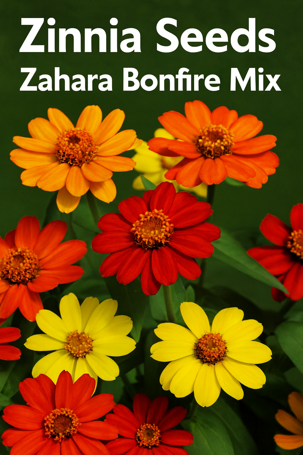 Zinnia Seeds Zahara Bonfire Mix – Easy Care, Stunning Cut Flowers ...