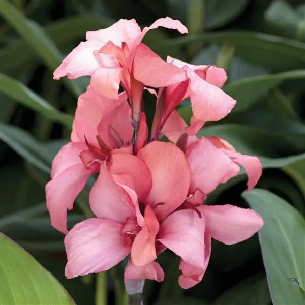 Tropical Canna Plant: Shop the Best Canna Flower Seeds At Trailing ...