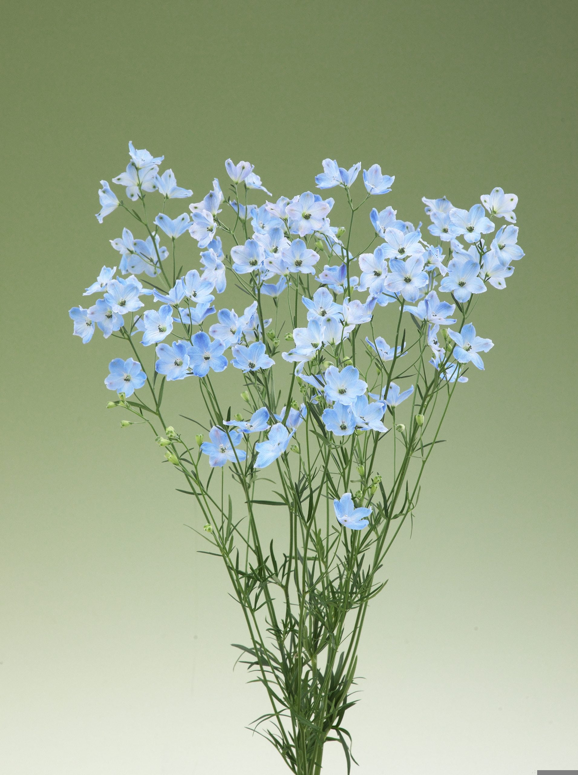 Delphinium Seeds Brezza Light Blue 25 Seeds F1 Hybrid Cut Flower ...