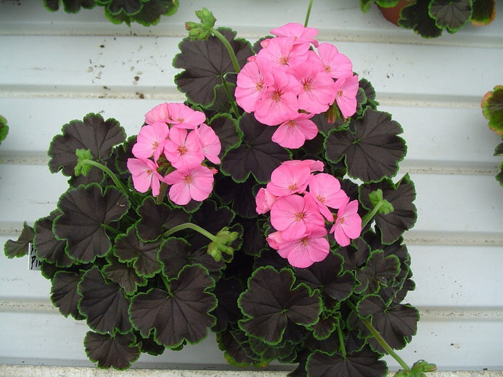 15 Geraniums | Geranium Seeds | Cola Geranium – trailingpetunia.com