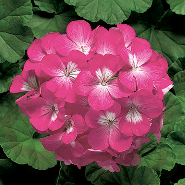 Plant Seeds | Geranium Seeds | Buy Geranium Seeds – trailingpetunia.com