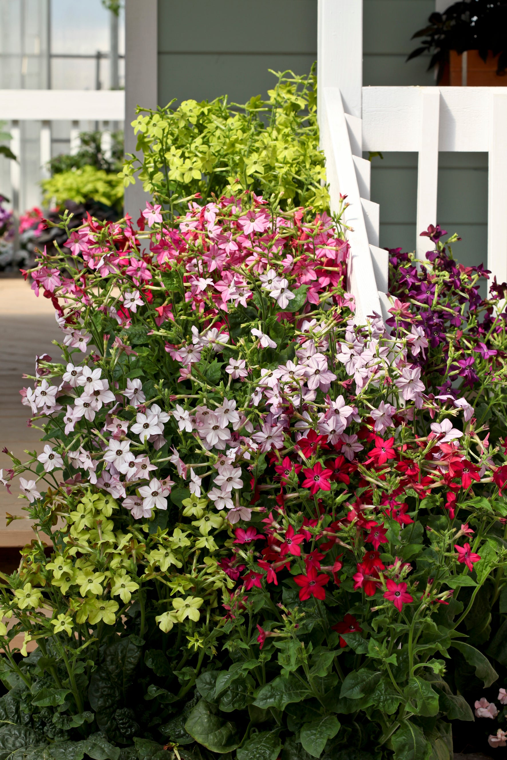 Nicotiana Perfume Mix Seeds | Fragrant Flowering Tobacco ...