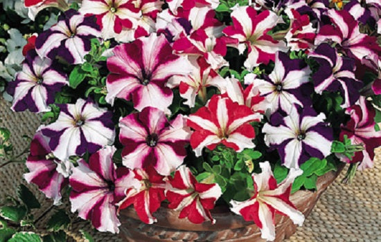 Petunias | Petunia Tritunia Star Mix