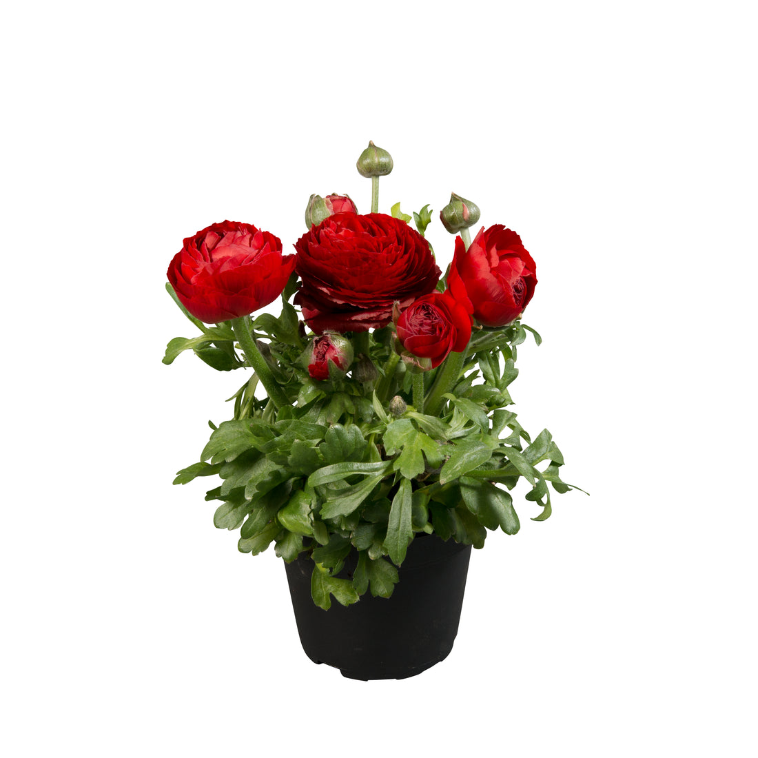 Ranunculus Seeds | Sprinkles Red | Trailing Petunia – trailingpetunia.com