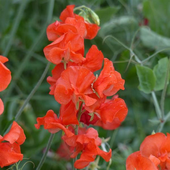 25 Sweet Pea Seeds | Spring Sunshine Orange – trailingpetunia.com