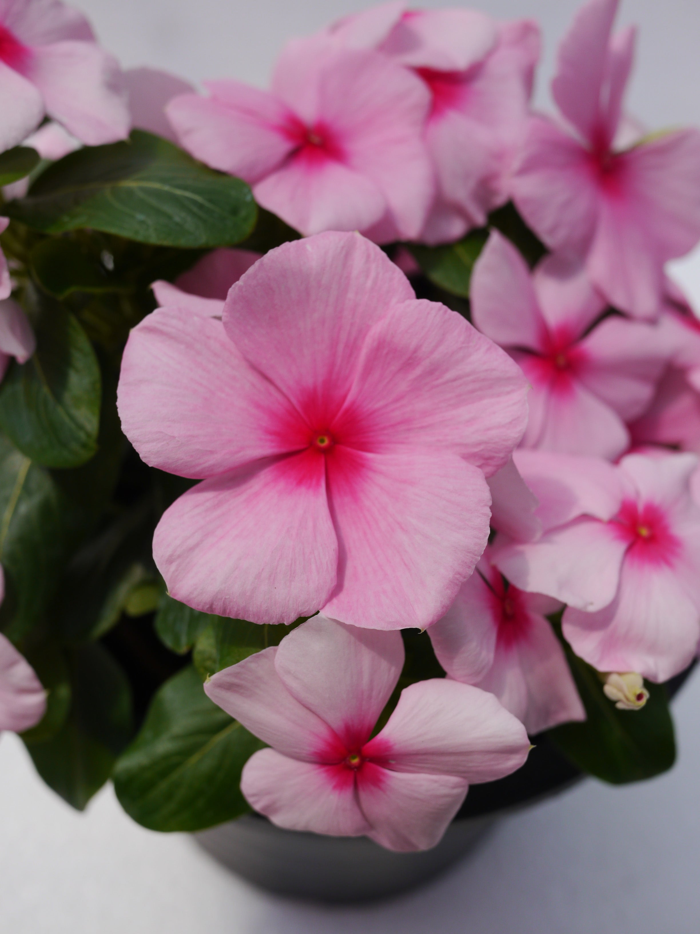 Vinca Seeds Mega Bloom Strawberry 25 Seeds Upright Flowers ...