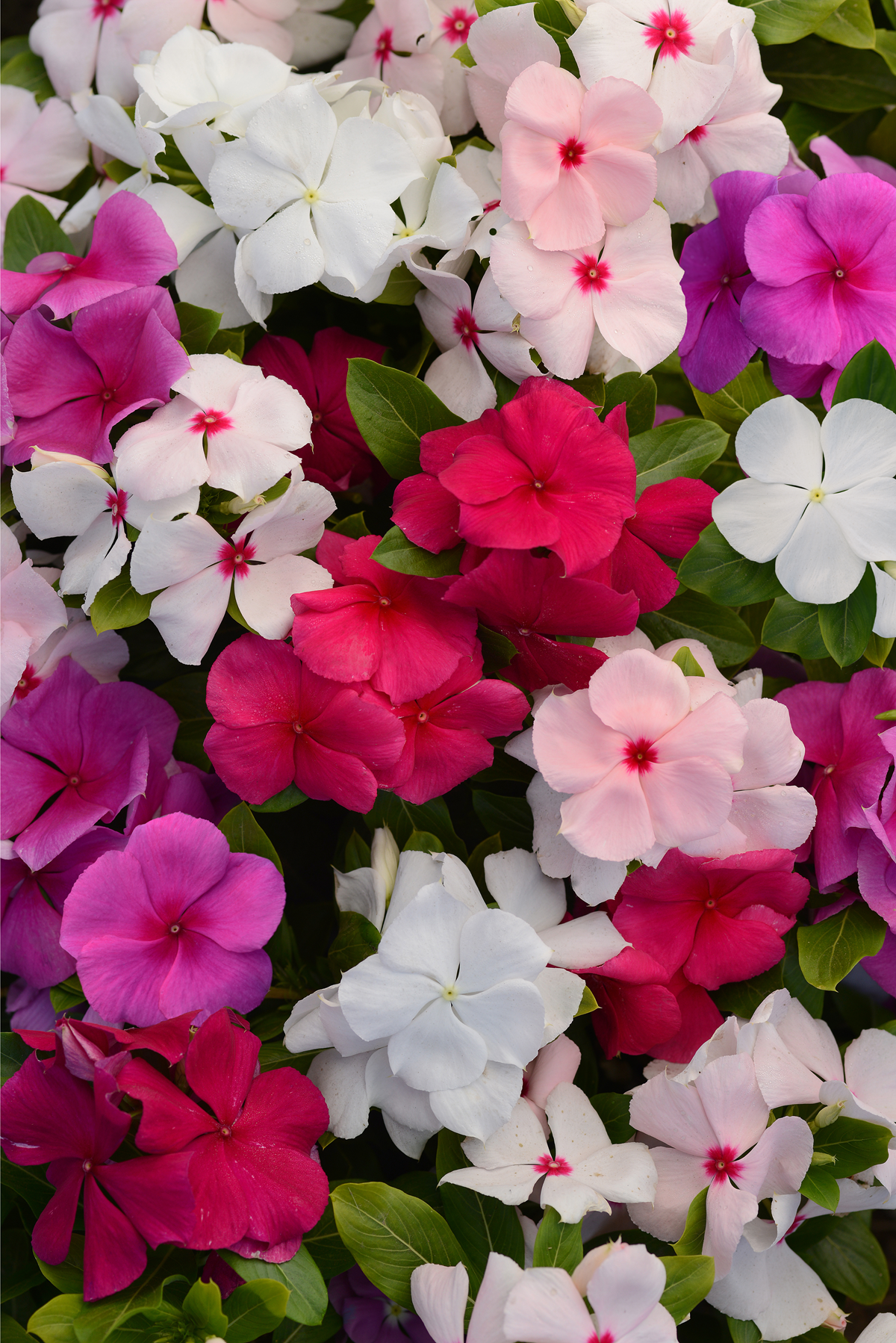 Vinca Seeds Valiant Mix – 50 Upright Heat Tolerant Flower Seeds ...