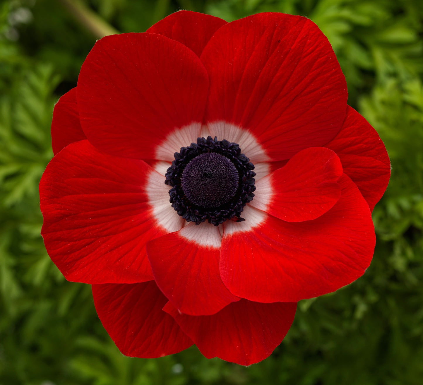 Anemone Seeds | Harmony Scarlet | Windflower Seeds