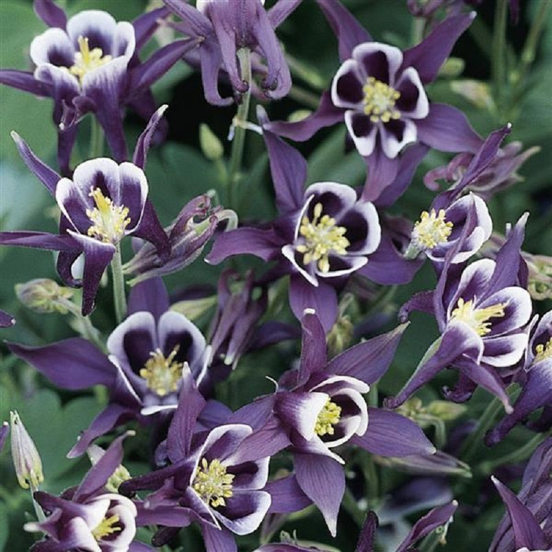 Columbine Seeds | Aquilegia Seeds Winky Purple White | Perennial Seeds