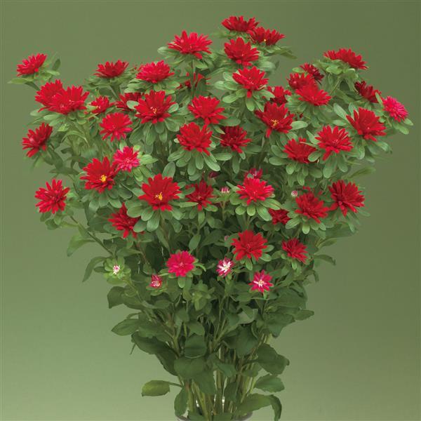 50 Aster Seeds Nina Plus Scarlet