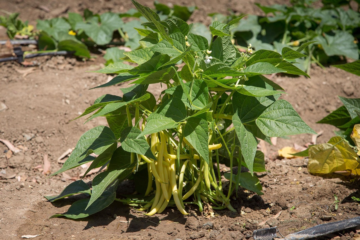 Custard Yellow Bean Seeds 50 Premium Wax Bean Garden Seeds ...
