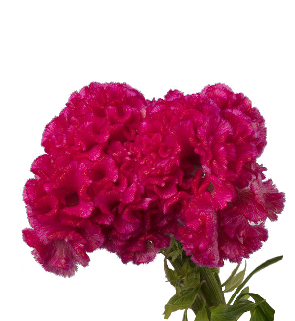 50 Celosia Seeds Celosia Captain Rose Cockscomb Seeds – trailingpetunia.com