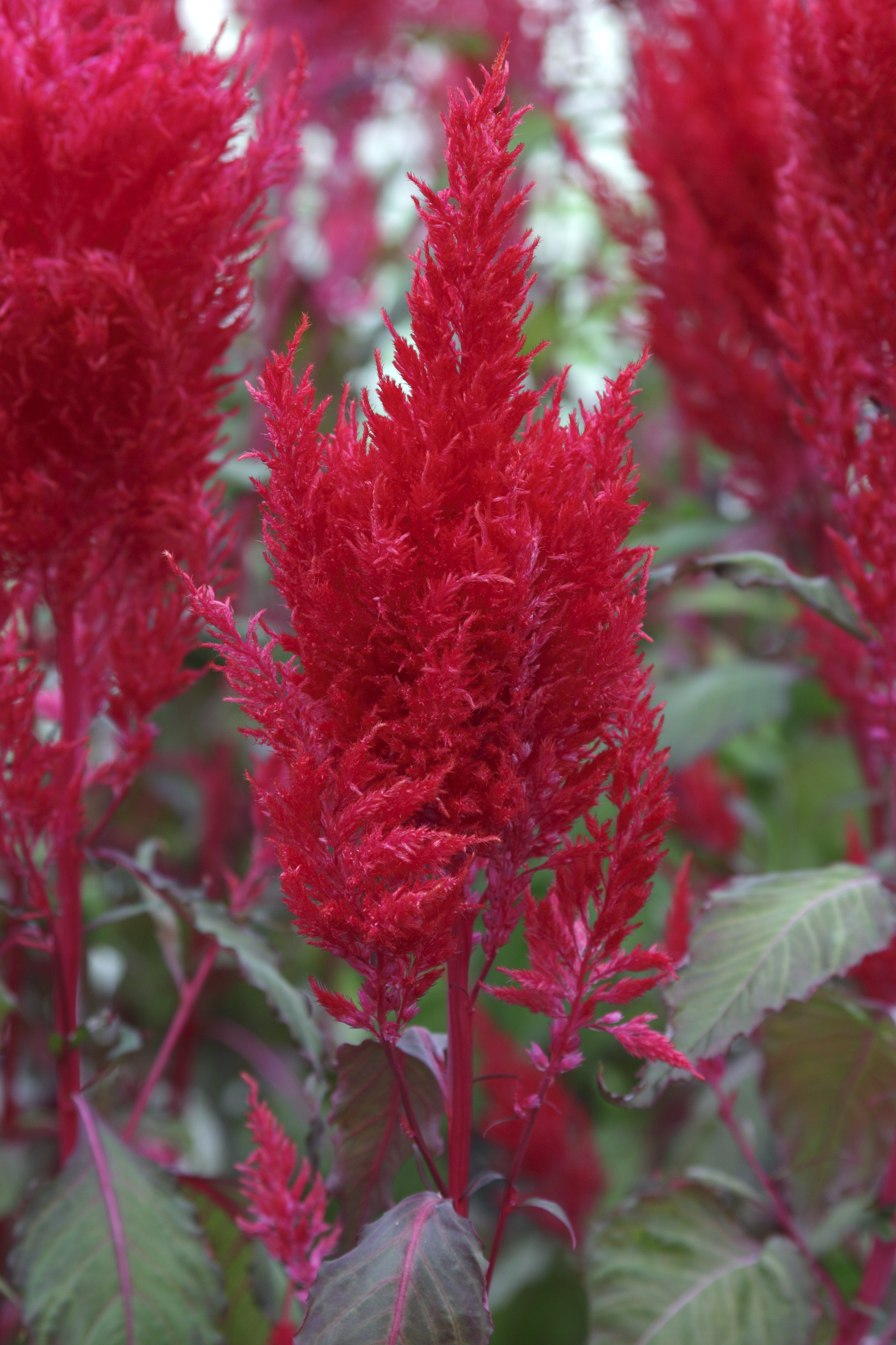 Celosia Seeds | Cockscomb Seeds | Celosia Sunday – trailingpetunia.com
