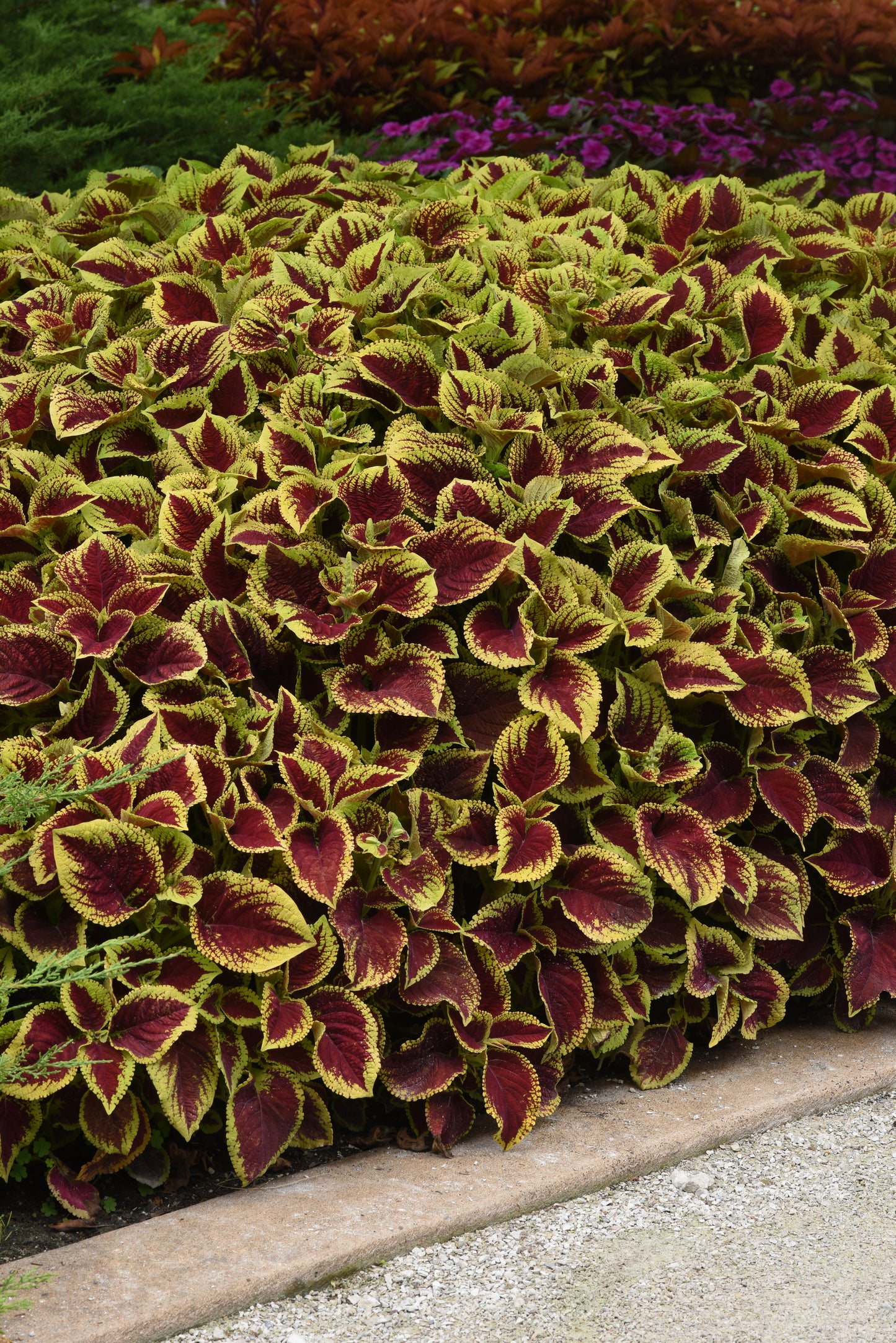 Pelleted Coleus Seeds Premium Sun Crimson Gold 15 thru 100 Coleus Seeds ...