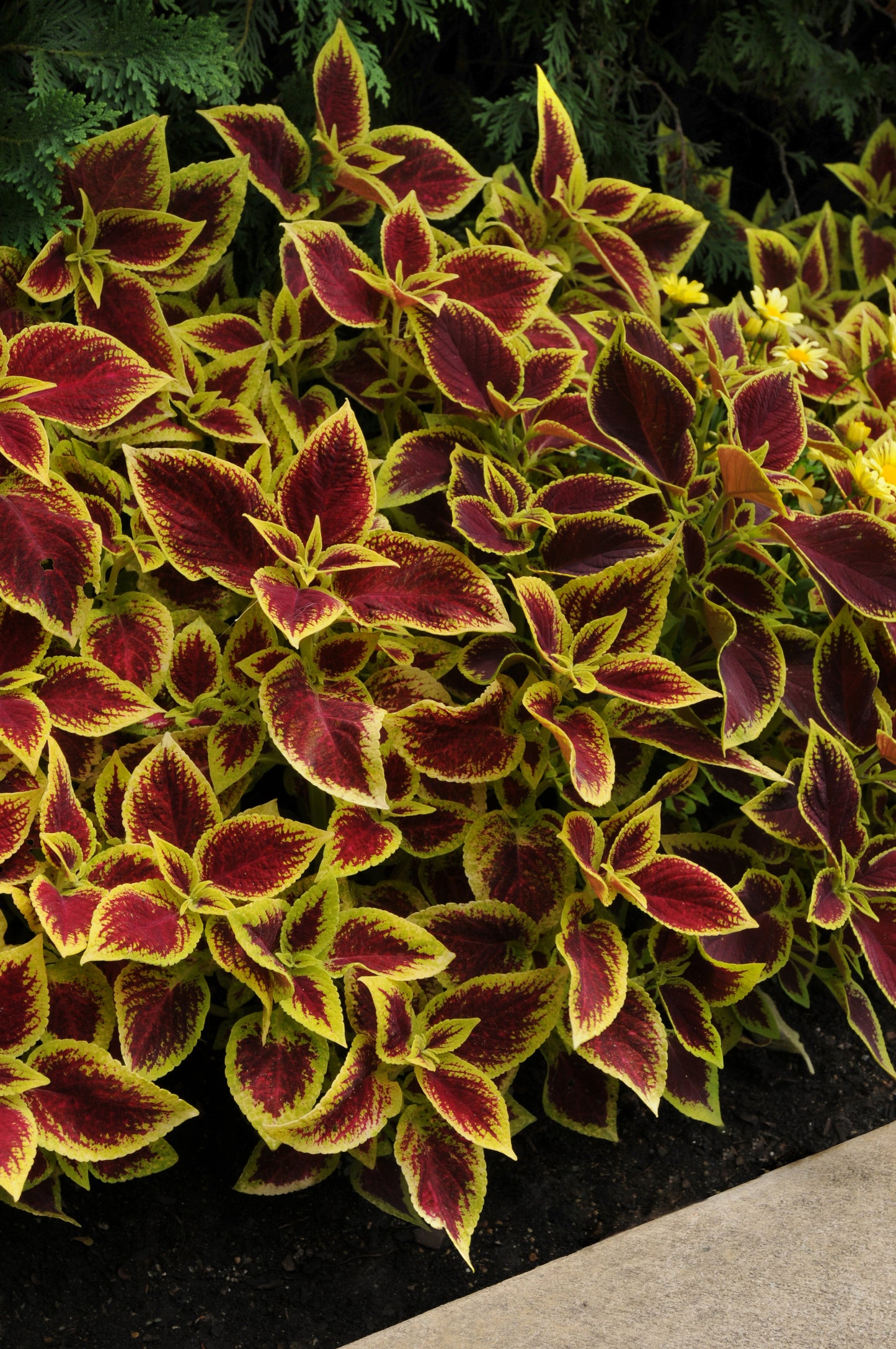 Pelleted Coleus Seeds Premium Sun Crimson Gold 15 thru 100 Coleus Seeds ...