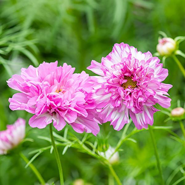 25 Cosmos Seeds | Double Cosmos | Cut Flower