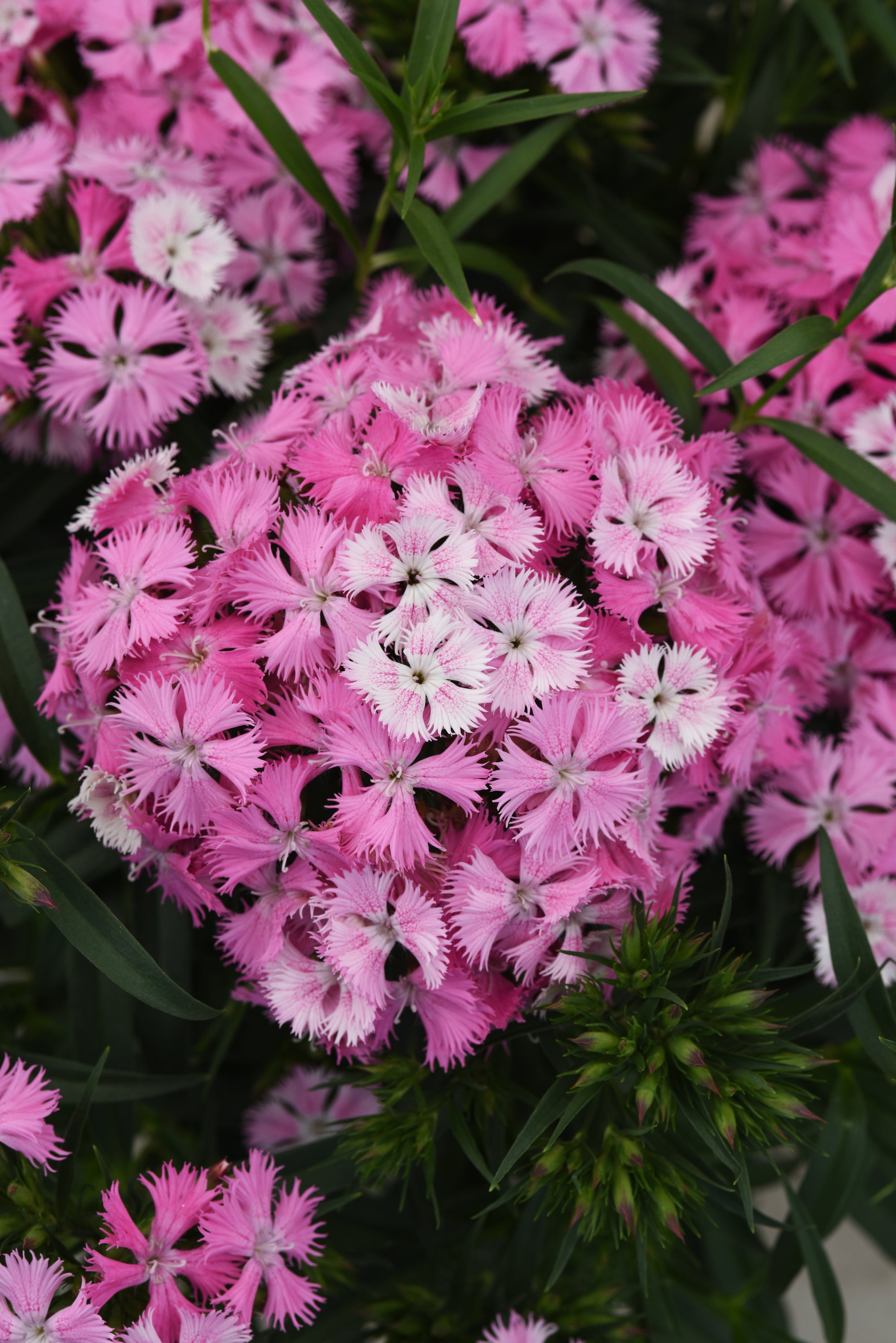 Dianthus Seeds – Sweet Pink Magic | 50 Pelleted Cut Flower Seeds ...