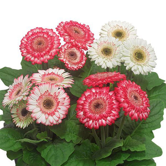 Gerbera Seeds