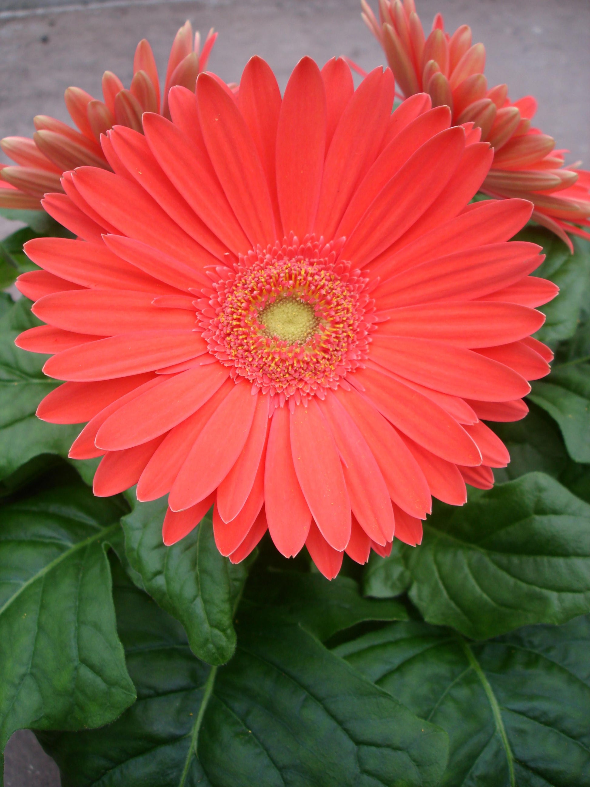 15 Gerbera Seeds | Gerbera Mega Revolution