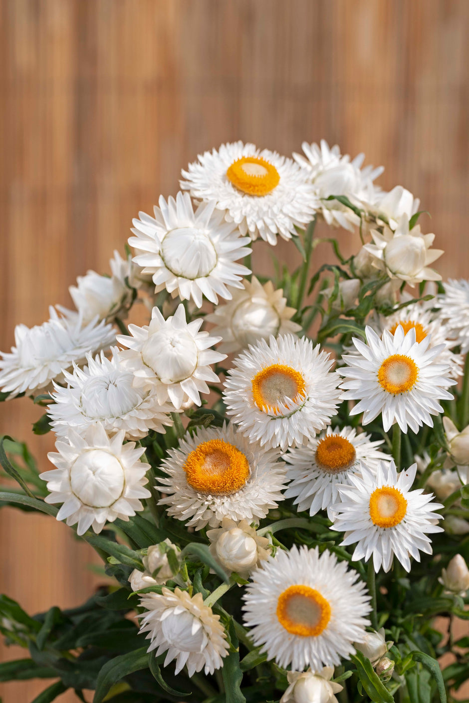 Helichrysum Seedlings For Straw Flowers Plant Canna Seeds ...