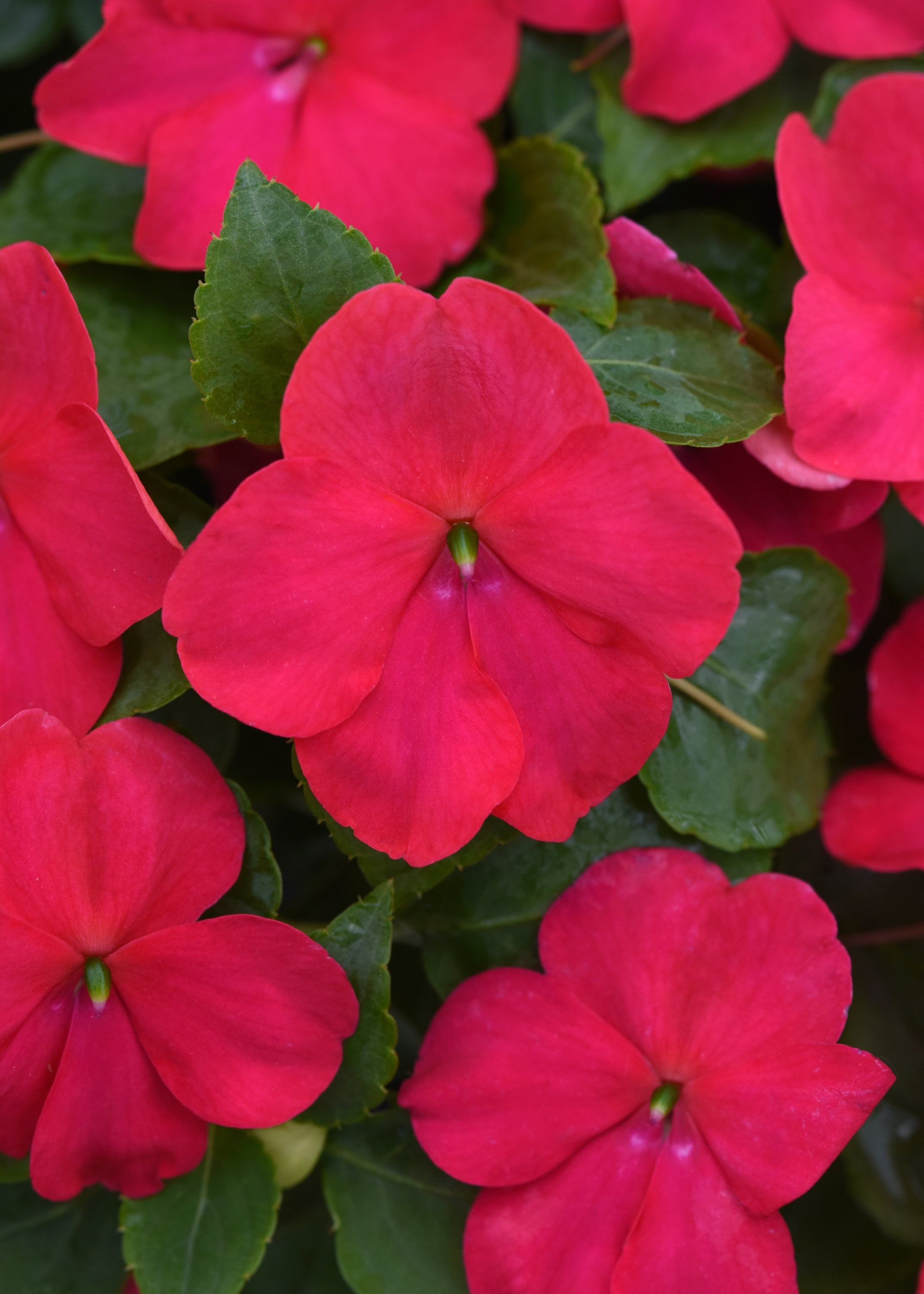 50 Impatiens Seeds Beacon Lipstick Walleriana Flower Seeds ...