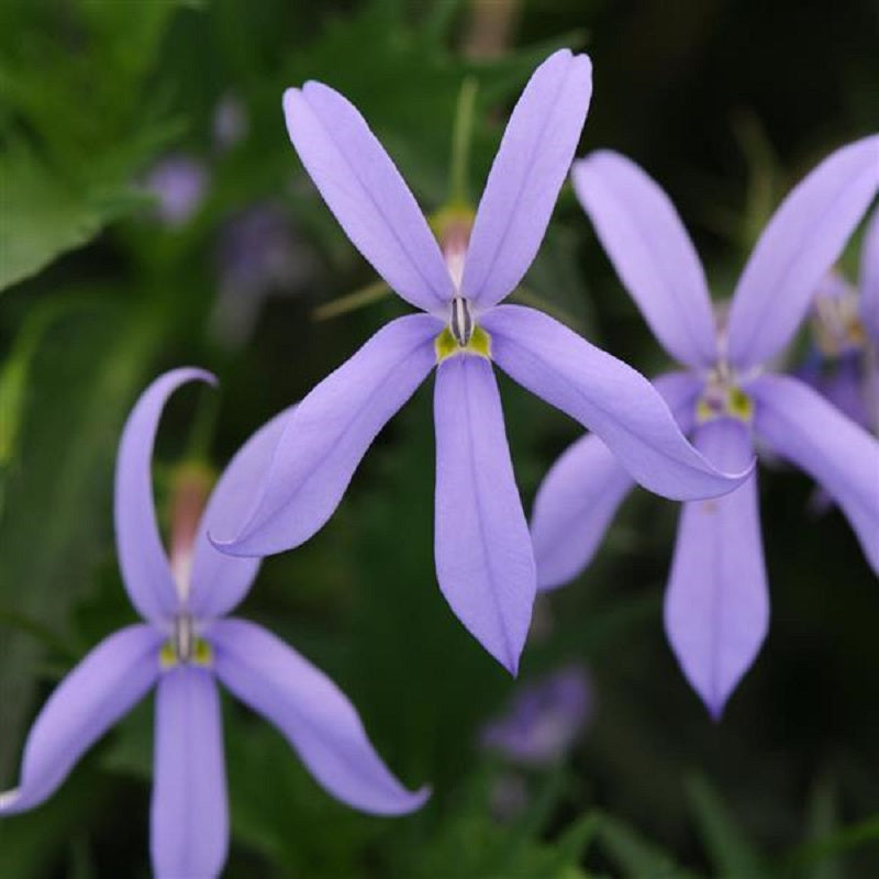 Laurentia Seeds | 50 Pelleted Seeds | Isotoma Gemini Blue ...