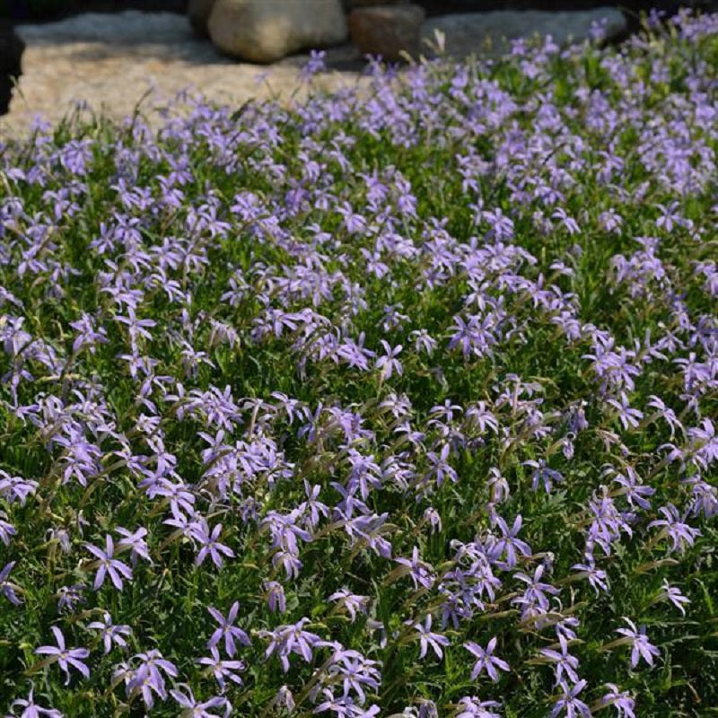 Laurentia Seeds | 50 Pelleted Seeds | Isotoma Gemini Blue ...