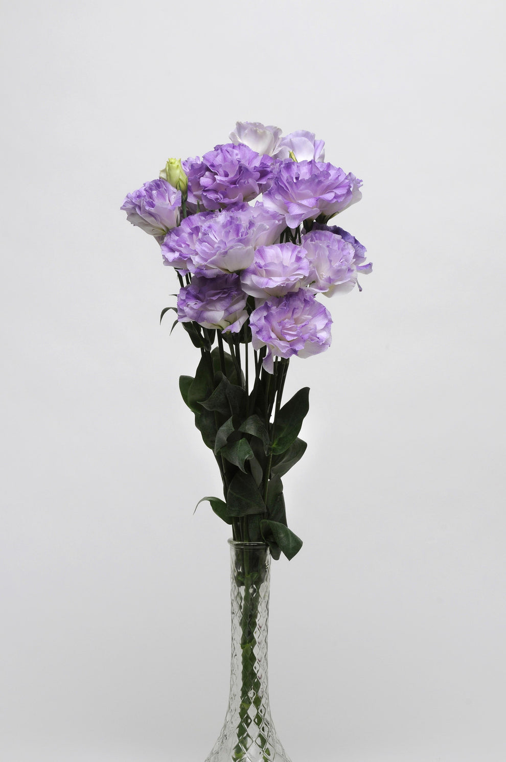Lisianthus Seeds | 25 Seeds Lisianthus Abc Misty Blue | Cut Flower ...