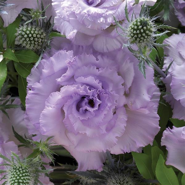 Lisianthus Seeds | Cut Flower | Lisianthus Corellia Sugoi Lavender Ice ...