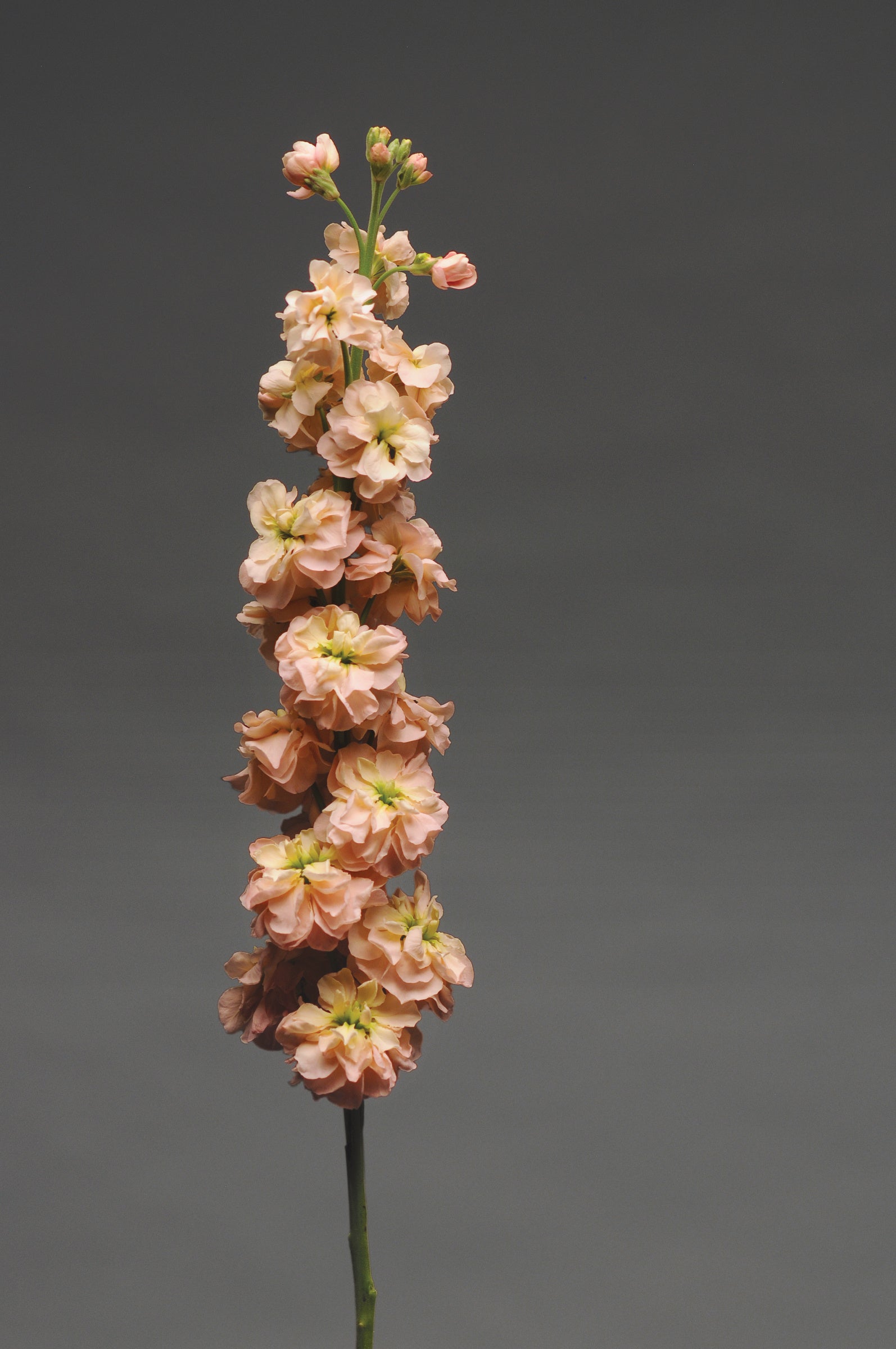 100 Stock Seeds | Matthiola Column Apricot | Cut Flowers ...