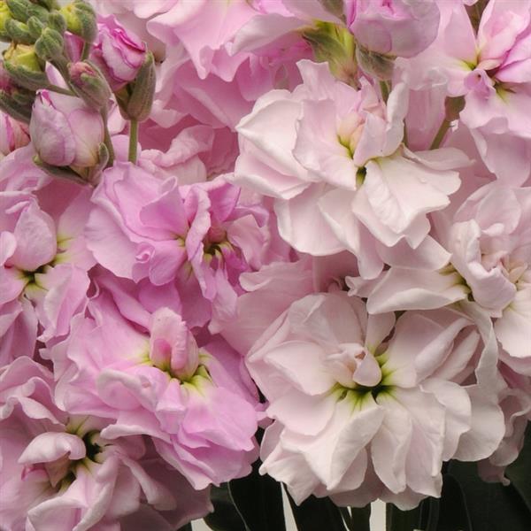 50 Matthiola Seeds | Katz Cherry Blossom | Stock Seeds ...