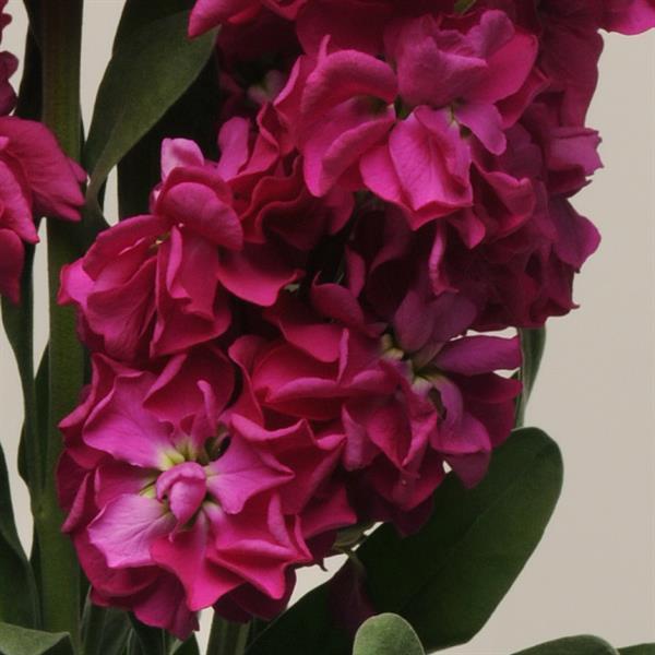 50 Matthiola Seeds | Katz Crimson | Stock Seeds – trailingpetunia.com