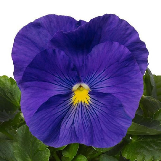 Pansy Seeds For Sale | Buy Pansy Seeds Online – Page 16