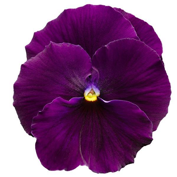 Pansy Seeds Delta Pro Clear Violet 50 Seeds Violet Flowers ...