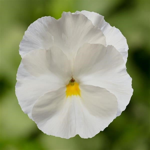 Pansies | Pansy Seeds | Delta Pro Pansy Clear White – trailingpetunia.com
