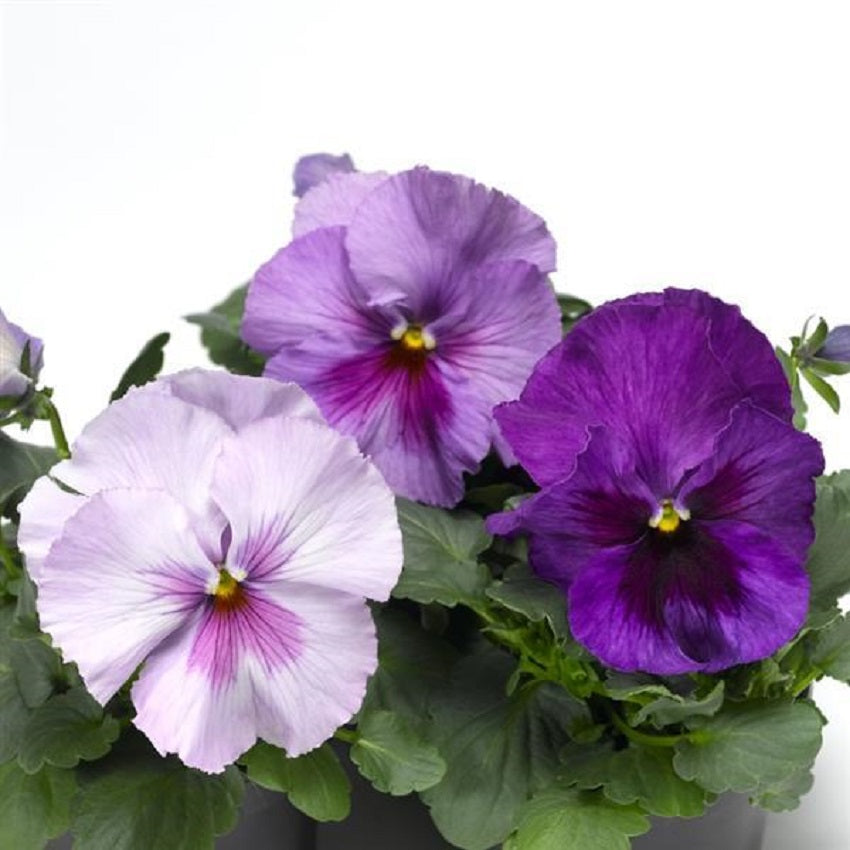Pansy Seeds | Delta Pro Pansy | Lavender Blue Shades