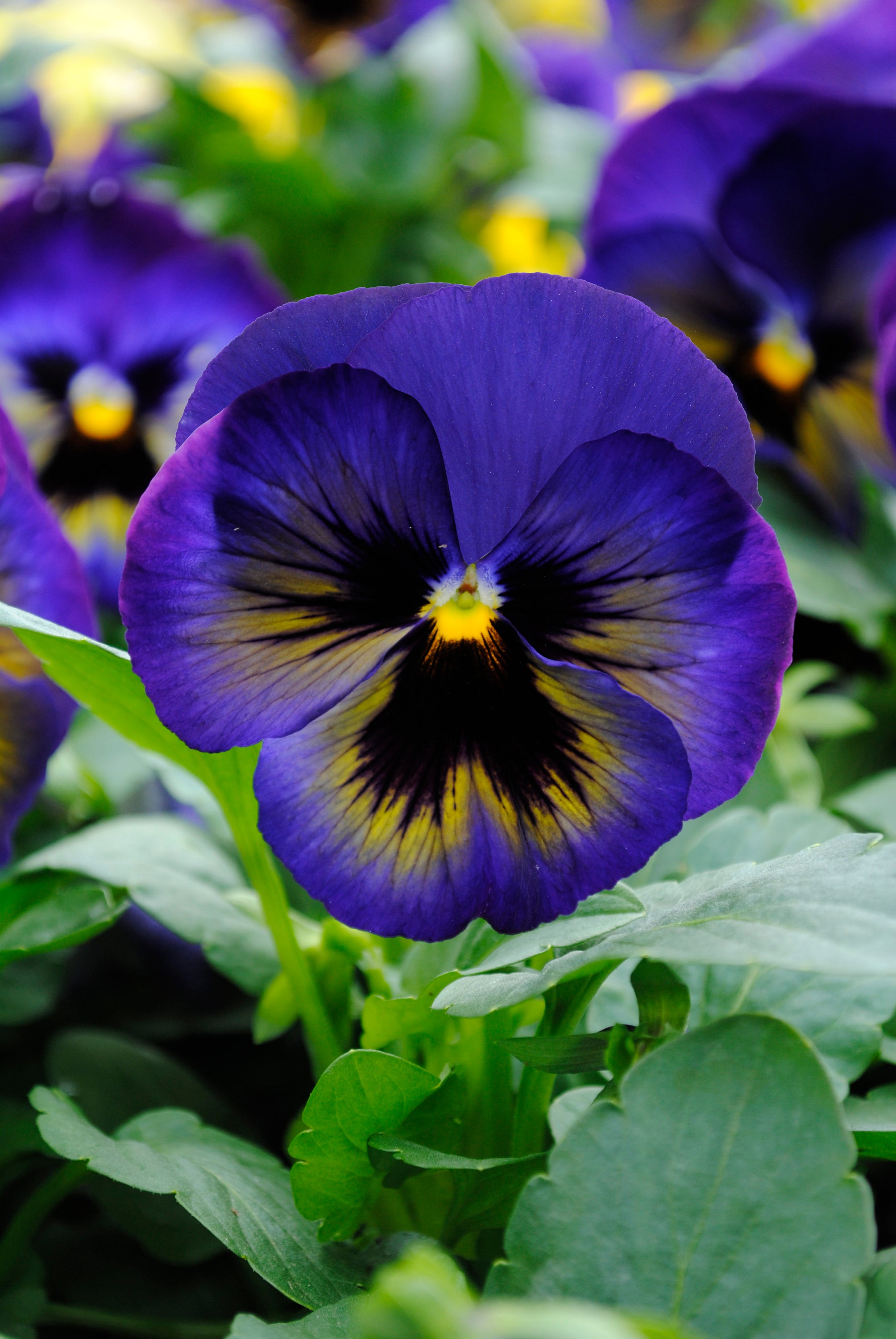 25 Pansy Seeds | Matrix Midnight Glow – trailingpetunia.com