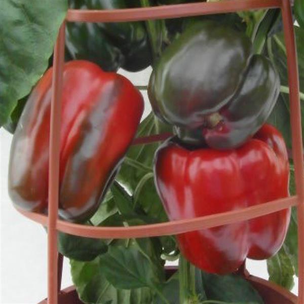 25 Big Ben Pepper Seeds Giant Sweet Bell Pepper Seeds New Variety ...