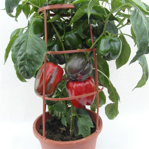 25 Big Ben Pepper Seeds Giant Sweet Bell Pepper Seeds New Variety ...