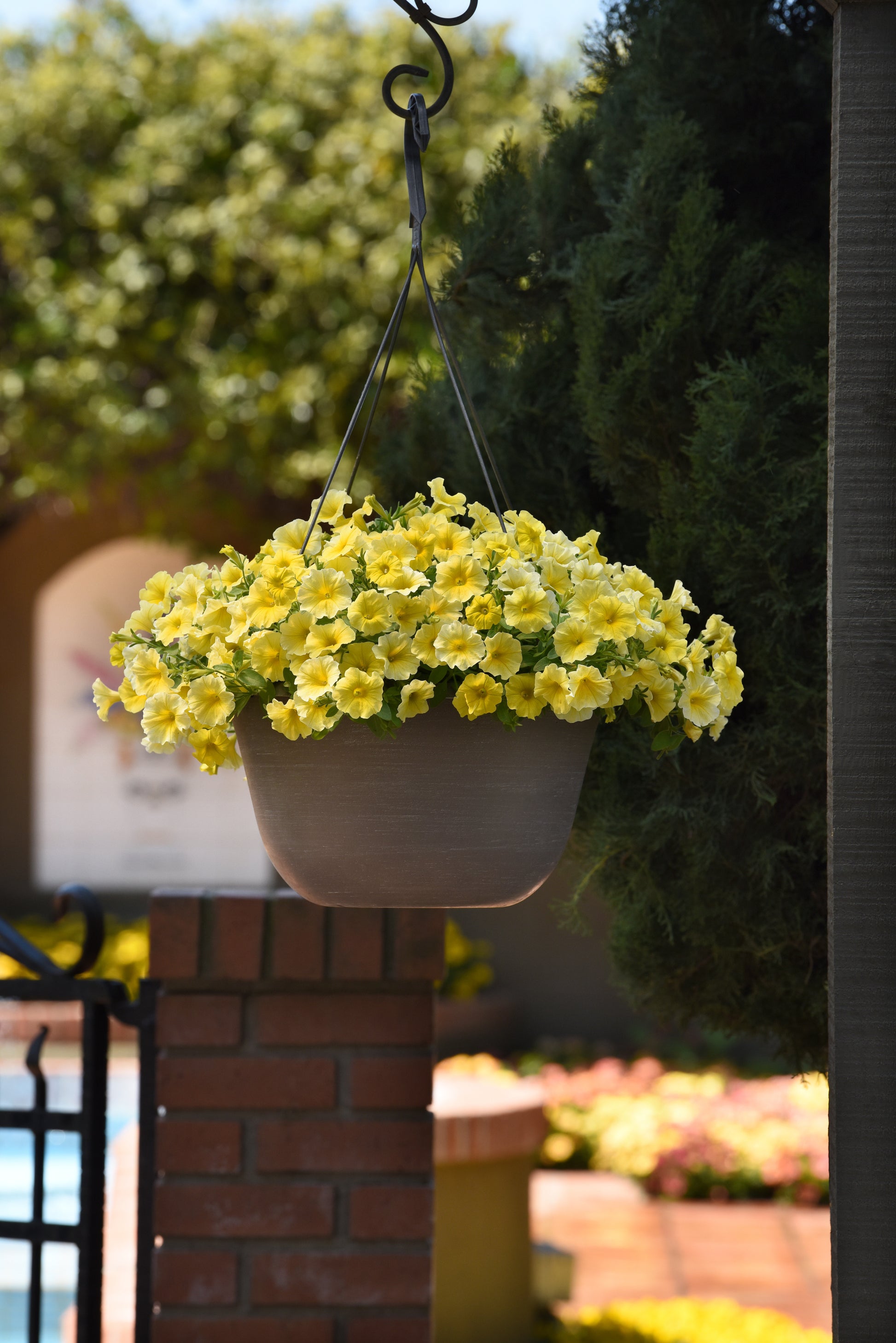 Petchoa Caliburst™ Yellow | Petchoa Seeds | 100 Pelleted Seeds