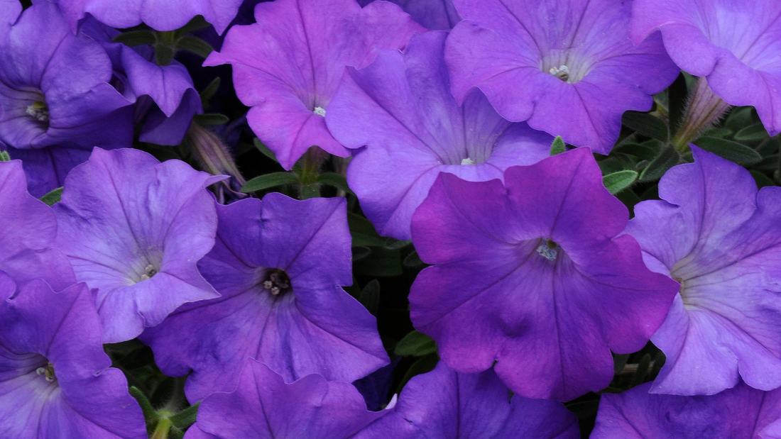 Trailing Petunia: Flower Seeds & Vegetable Seeds | Cut Flower Seeds ...