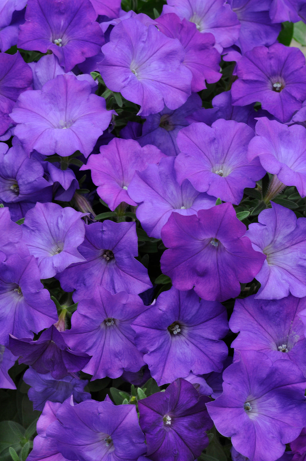 Trailing Petunia: Flower Seeds & Vegetable Seeds | Cut Flower Seeds