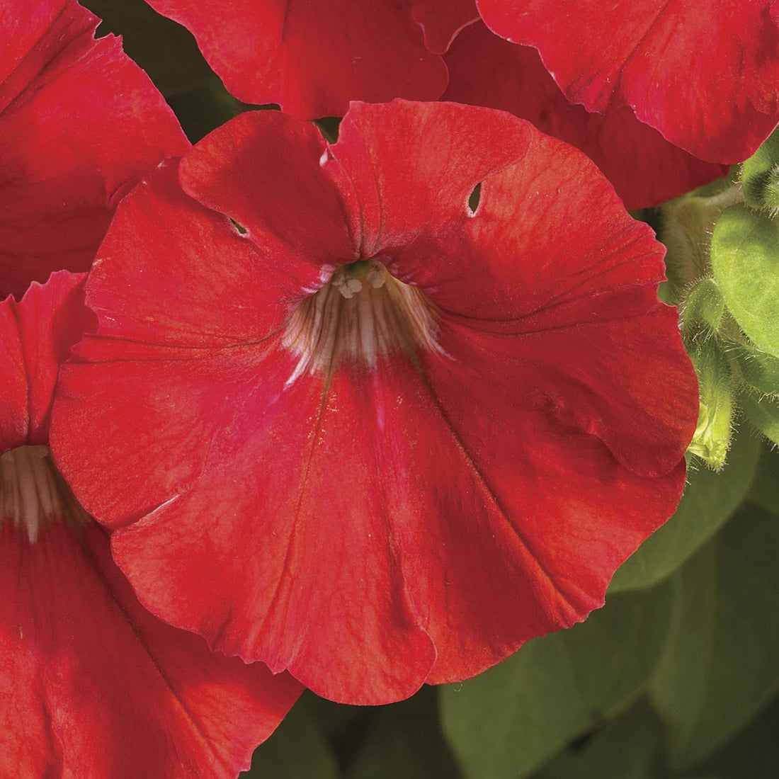 Annual Flower Seeds | Petunia Flashforward Red | Petunias ...