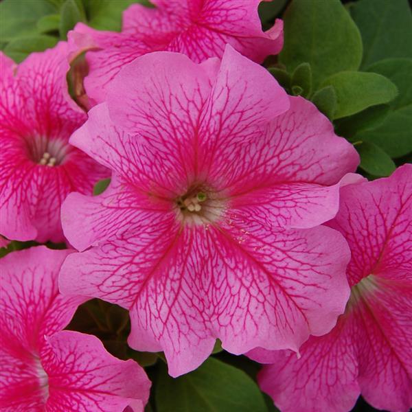 Petunias | Petunia Limbo Rose Vein | Petunia Seeds – trailingpetunia.com